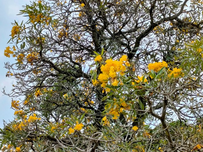 Mengenal Pohon Tabebuya, Bunga Cantik Penghias Kota! - Ini Malang Raya